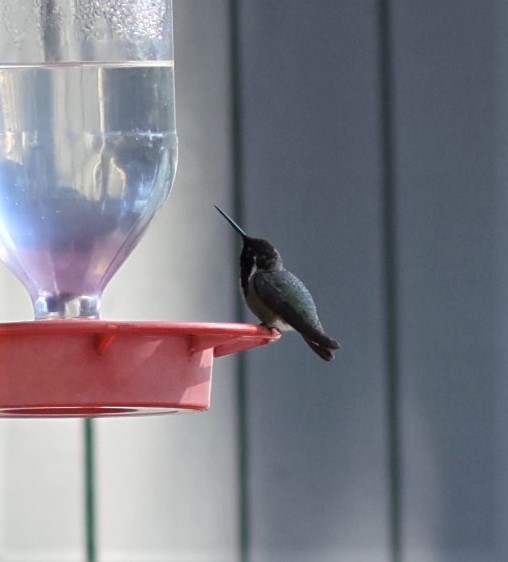 eBird Checklist - 25 Jun 2023 - stakeout Costa's Hummingbird, Bend ...