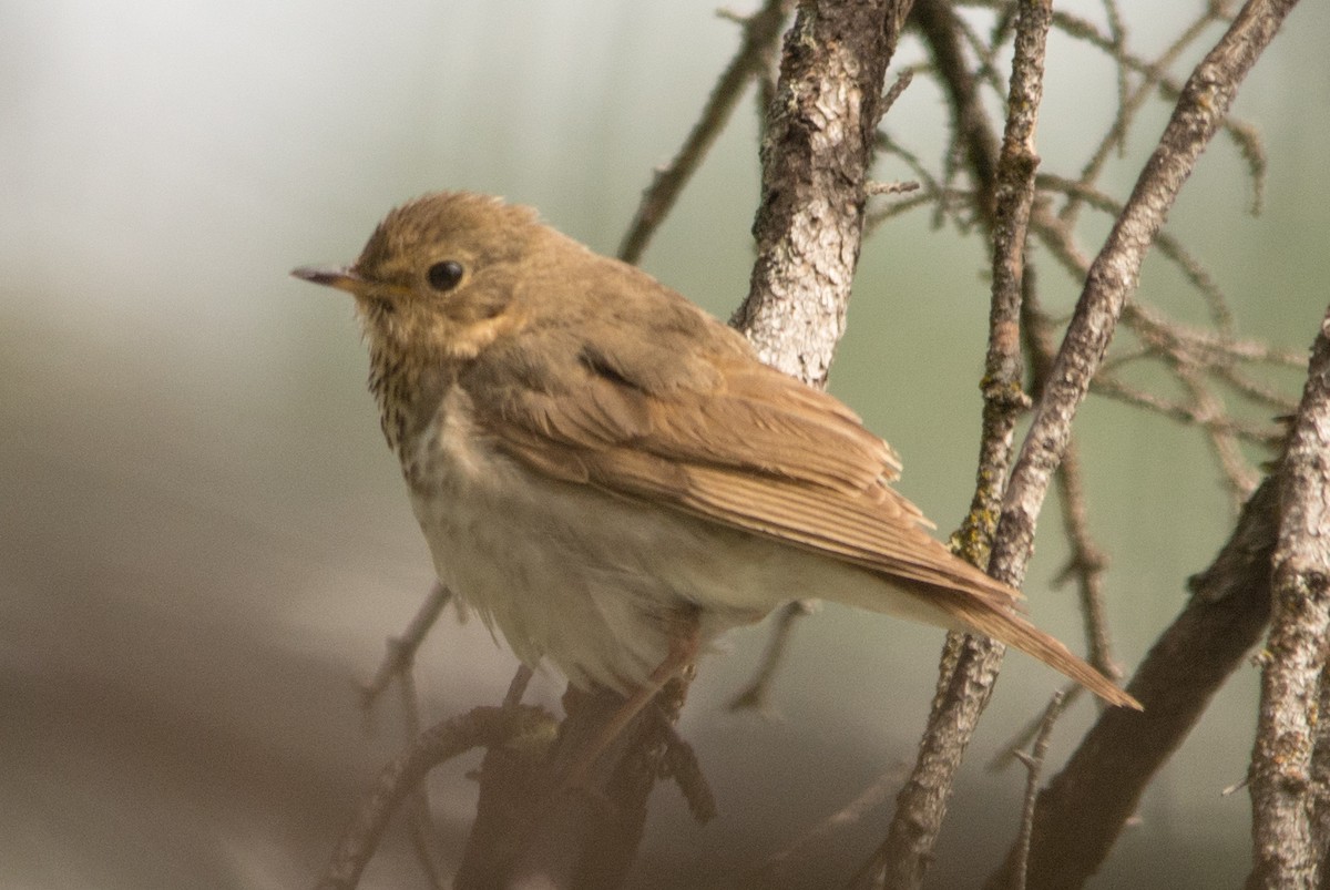 eBird Checklist - 20 Jun 2023 - Jasper National Park--Pyramid Lake - 15 ...