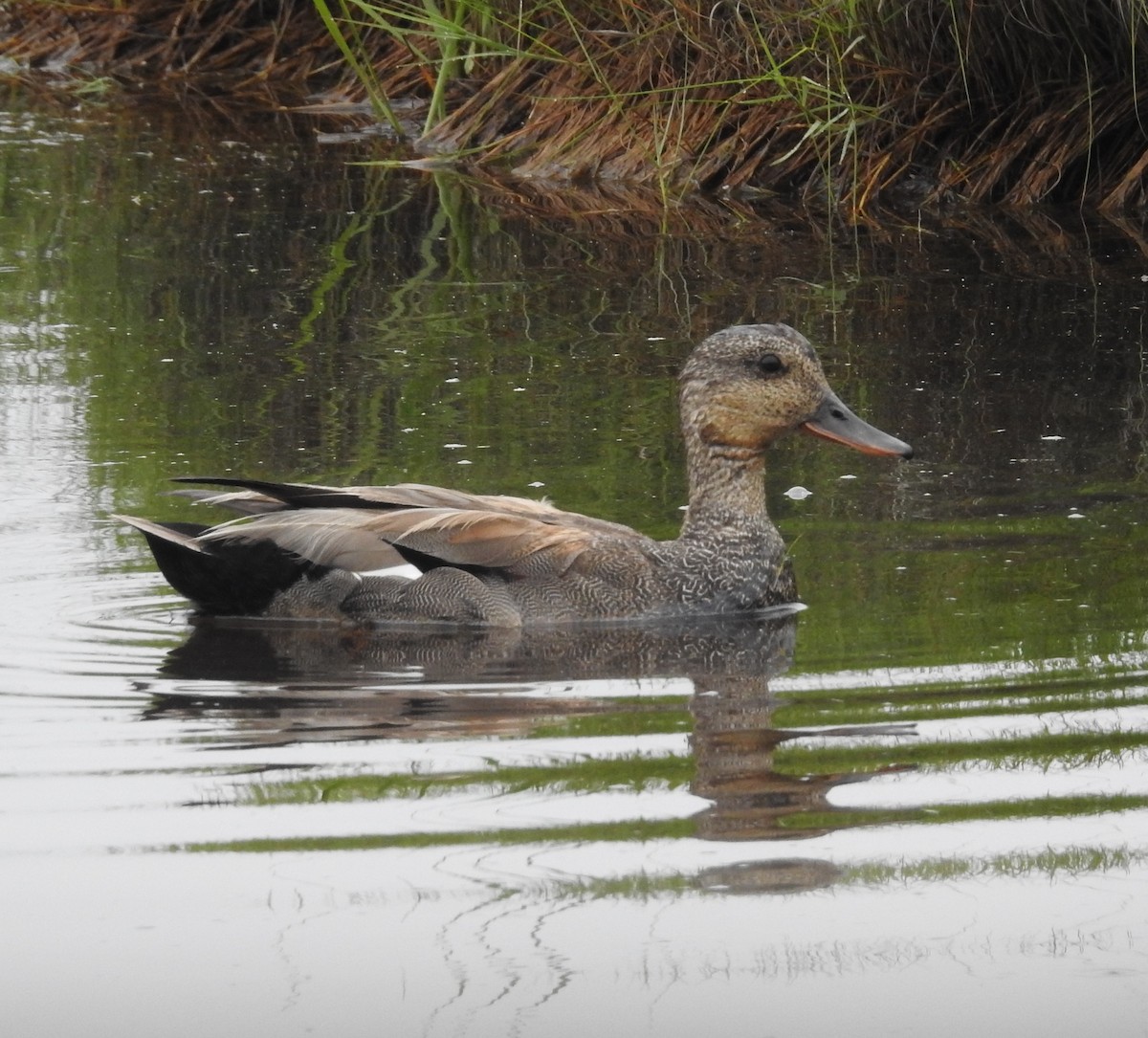 eBird Checklist - 26 Jun 2023 - Parker River NWR - 58 species