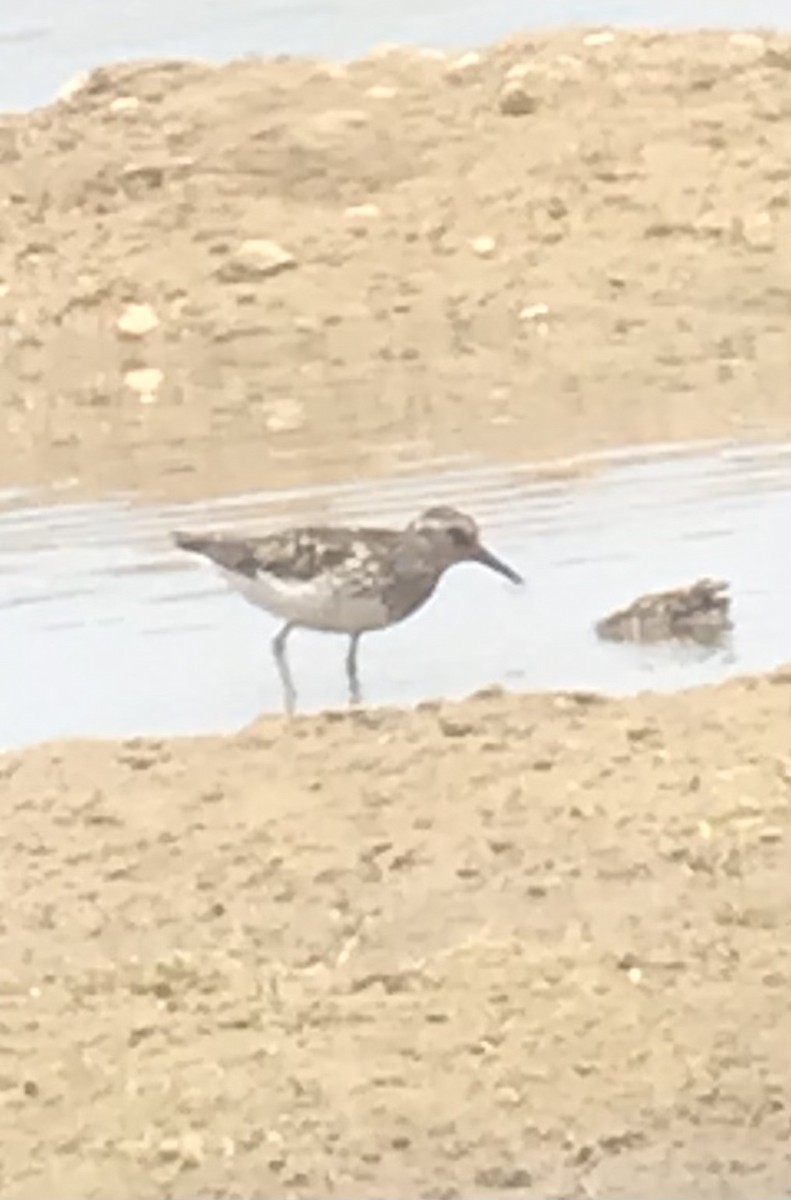 eBird Checklist - 26 Jun 2023 - Gibson Generating Station--East ...