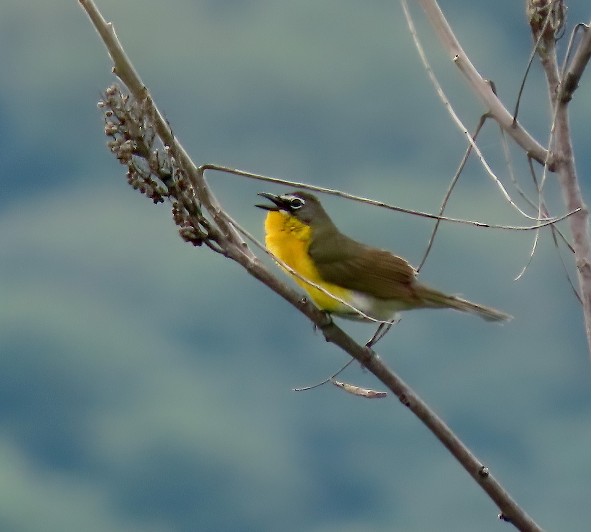 ML588581841 - Yellow-breasted Chat - Macaulay Library
