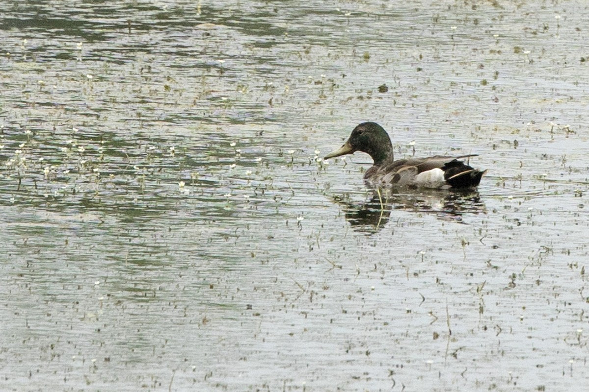 eBird Checklist - 25 Jun 2023 - Sharon Mills Co. Park--north - 45 species
