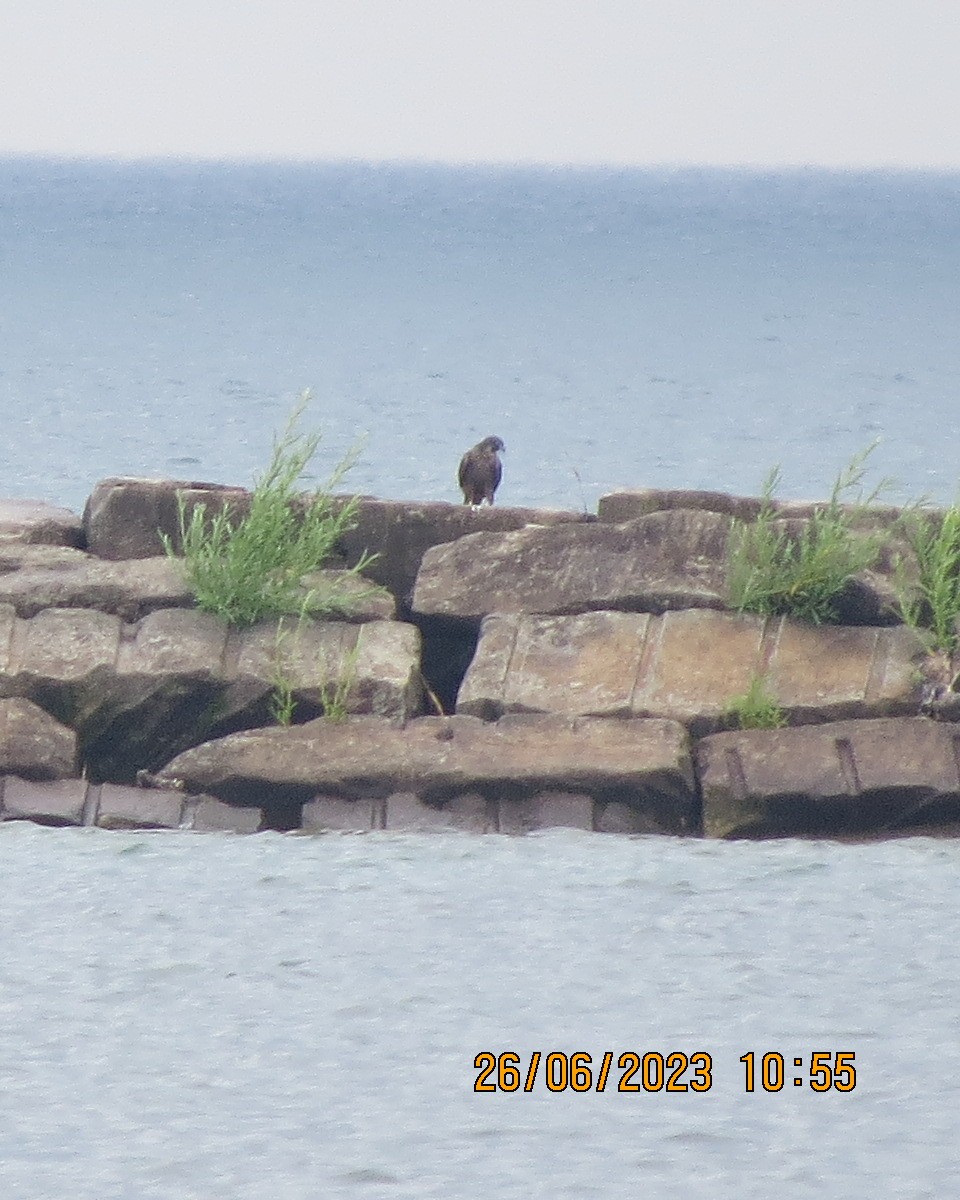New York Breeding Bird Atlas Checklist - 26 Jun 2023 - Dunkirk Harbor ...