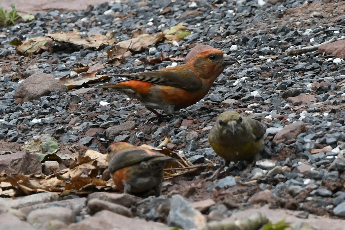 ML588924721 - Red Crossbill - Macaulay Library