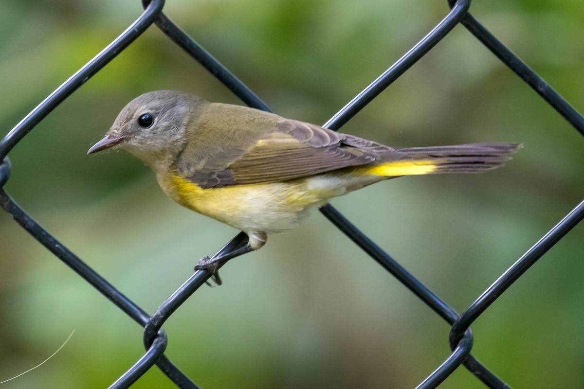 ML588951371 - American Redstart - Macaulay Library