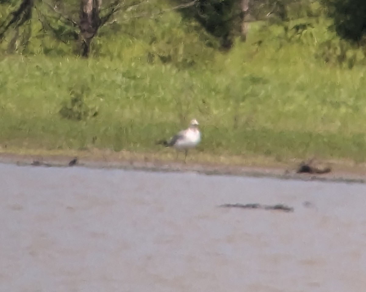 eBird Checklist - 28 Jun 2023 - Tennessee NWR--Duck River Unit--Pool 2 ...