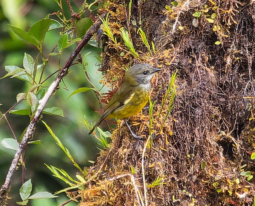 eBird Checklist - 13 Jun 2023 - Telefomin Road — Hindenburg Wall - 19 ...