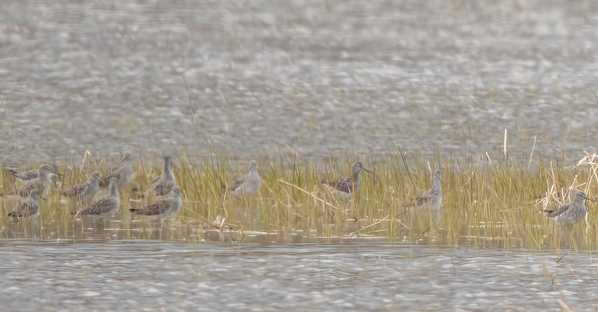 eBird Checklist - 24 Apr 2023 - 9087-9415 McKinnon Road, Township Of ...