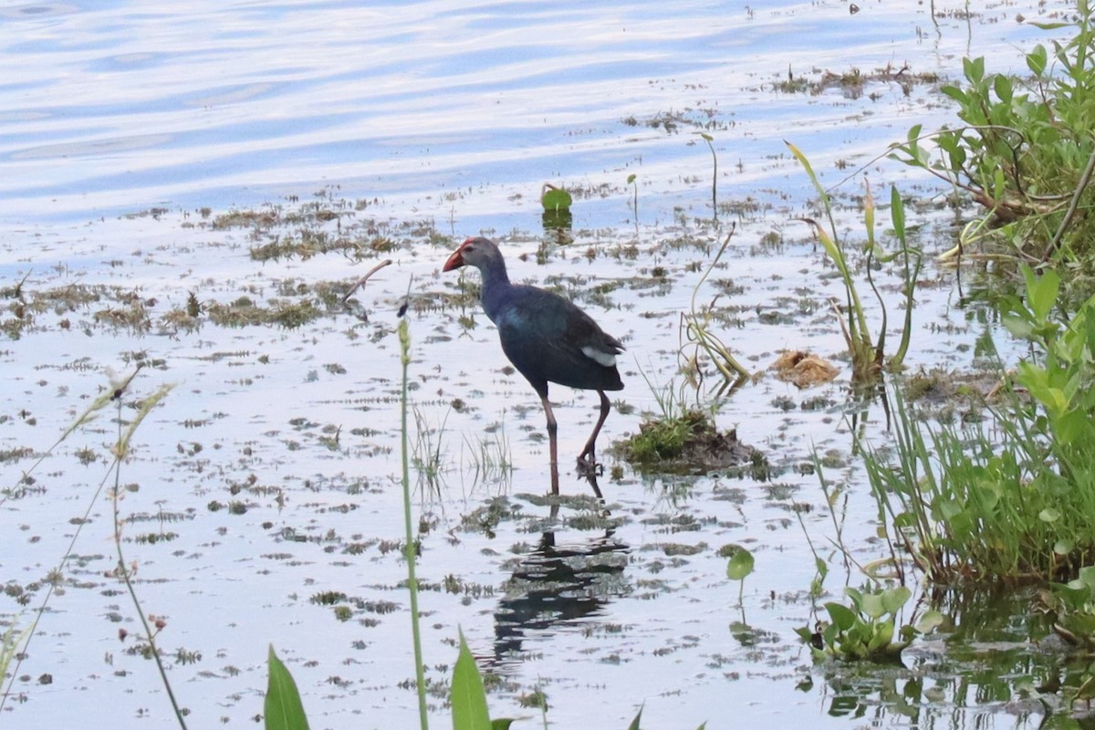 eBird Checklist - 29 Jun 2023 - Stick Marsh (Indian River Co.) - 19 species