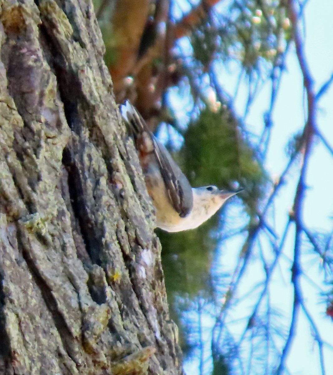 eBird Checklist - 30 Jun 2023 - Emile Marx-Lloyd Strange Fishing Hole ...