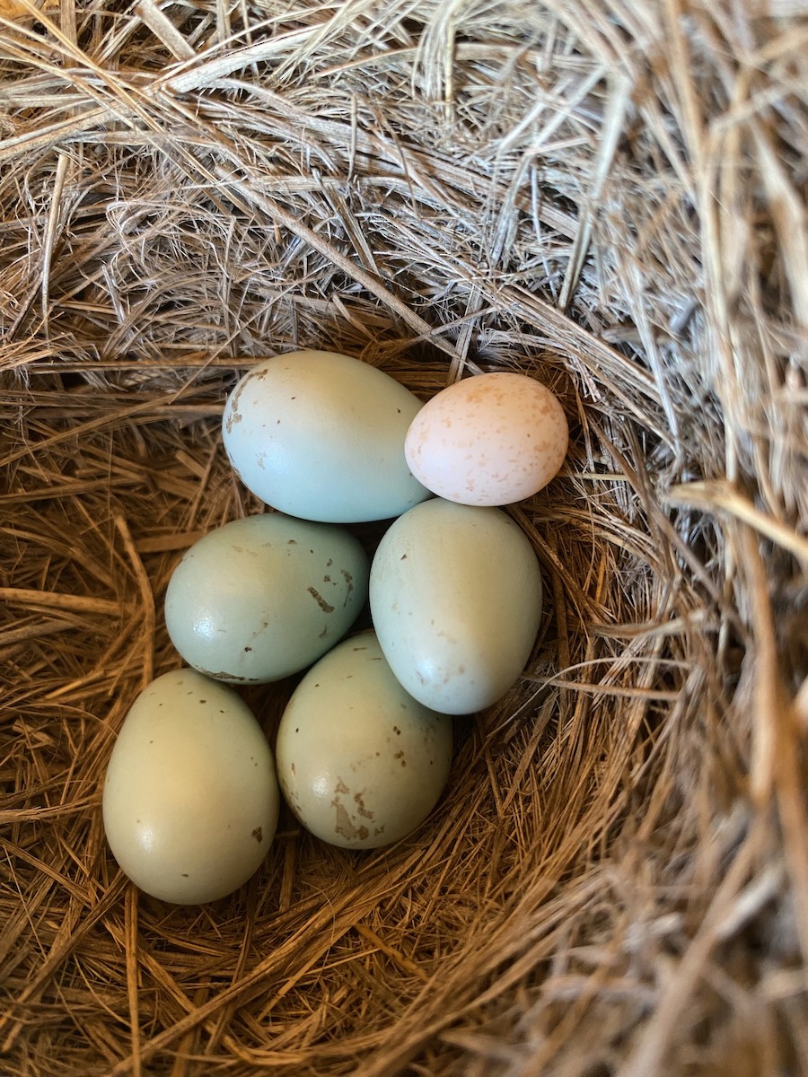 eBird Checklist - 18 Jun 2023 - Bluebird Box #3 - 1 species