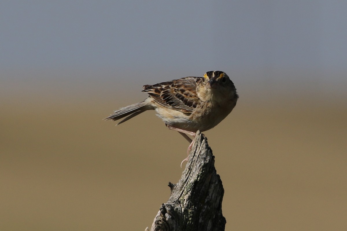 ML590057141 - Grasshopper Sparrow - Macaulay Library