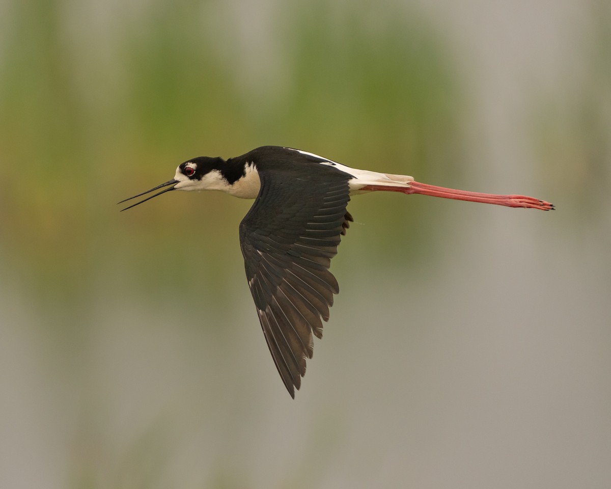 eBird Checklist - 29 Jun 2023 - Howard Marsh Metropark - 25 species