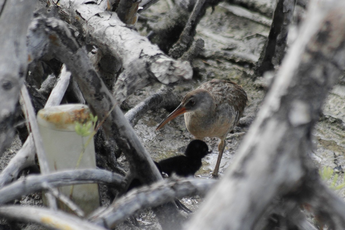 ML590166881 - Clapper Rail - Macaulay Library