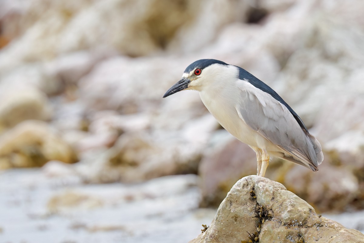 eBird Checklist - 2 Jul 2023 - Secteur de l'Anse-Mc'Innis, Port-Daniel ...