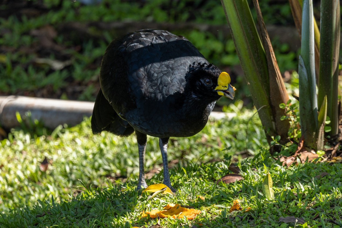 eBird Checklist - 17 Mar 2023 - Arenal Observatory Lodge - 38 species