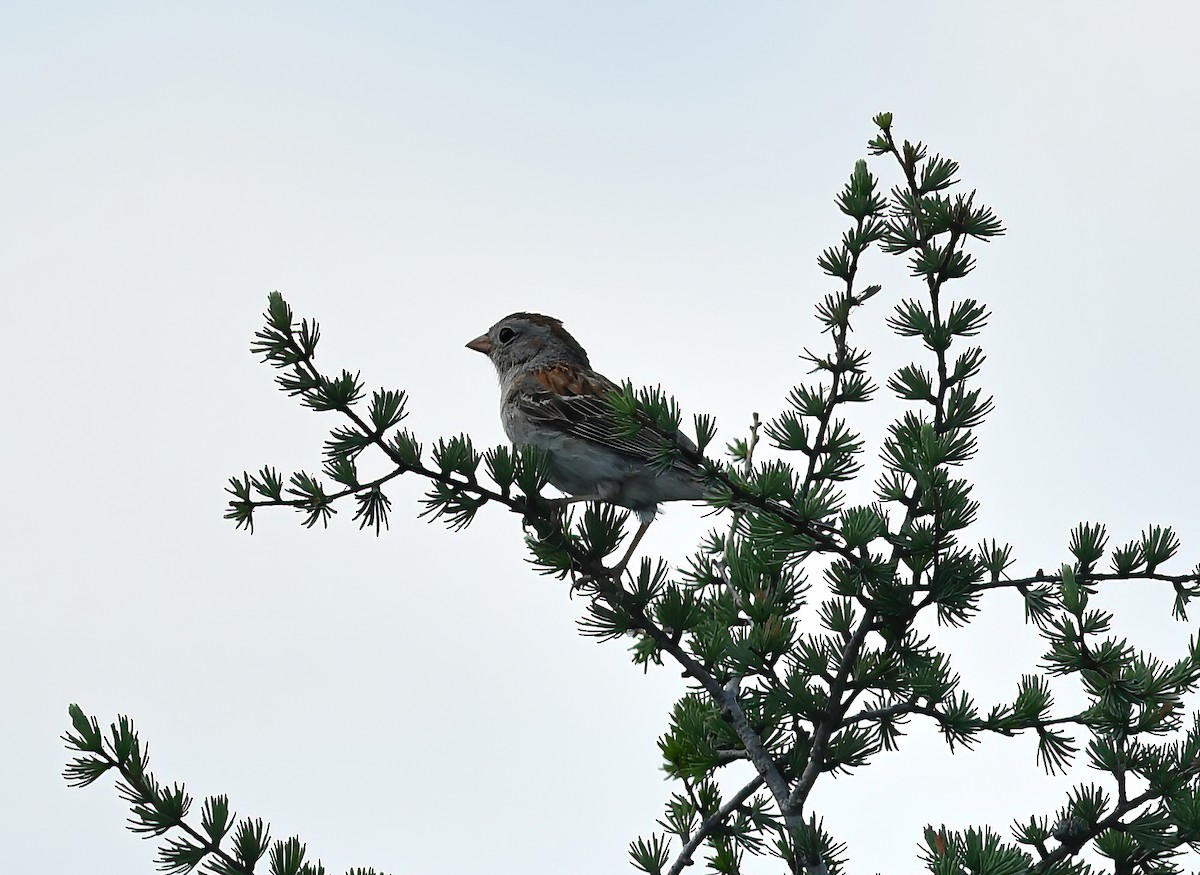 ML590612221 - Field Sparrow - Macaulay Library
