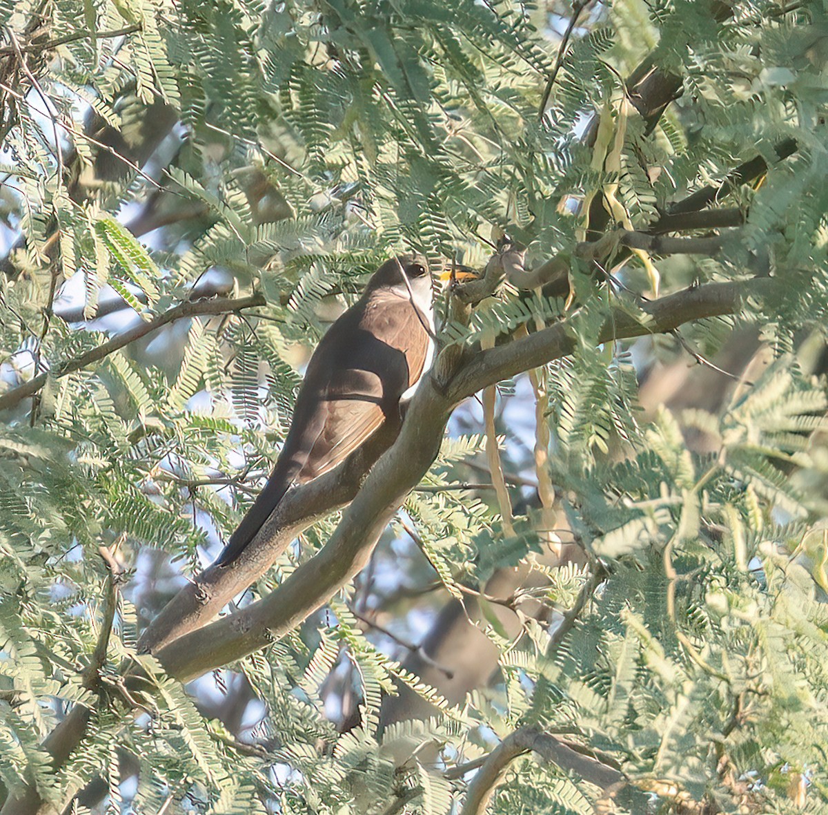 eBird Checklist - 3 Jul 2023 - Veterans Oasis Park - 33 species