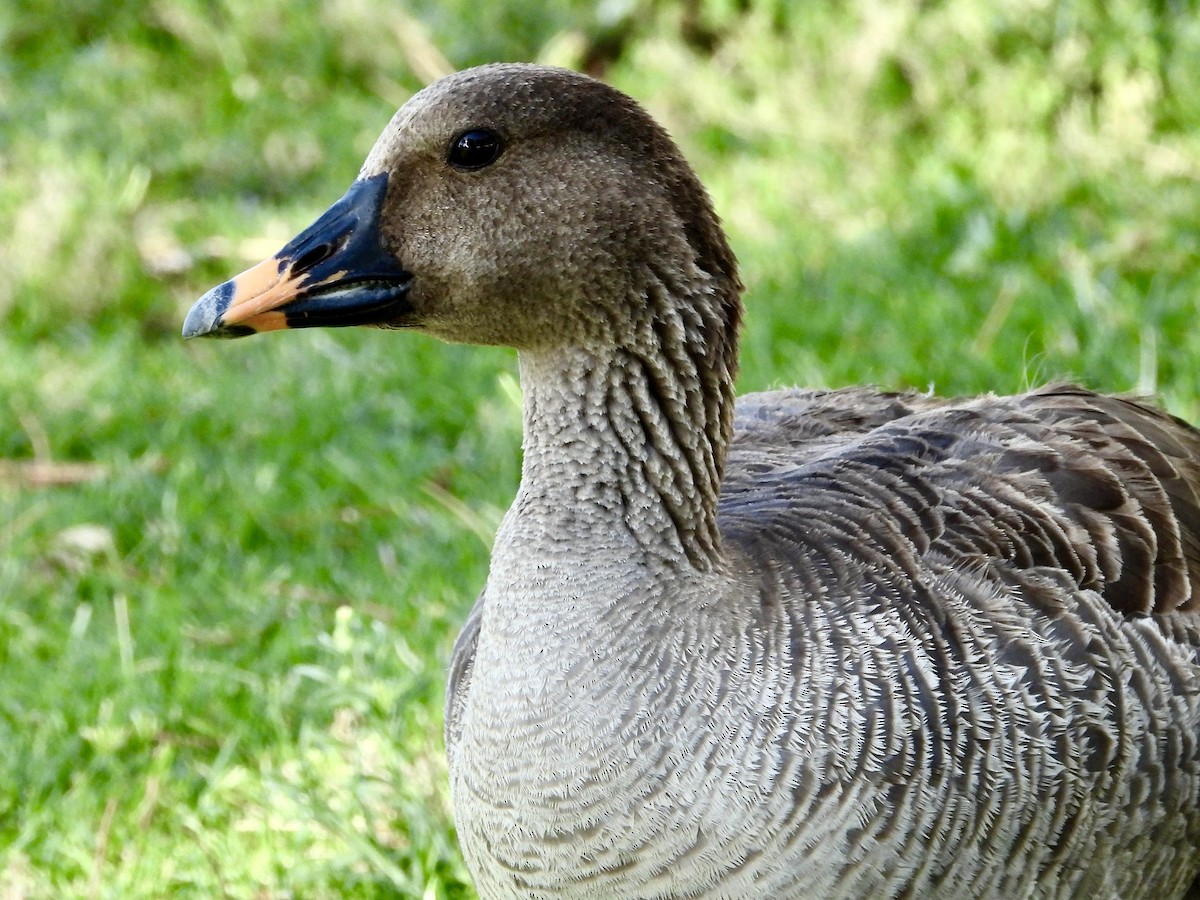 eBird Checklist - 3 Jul 2023 - Apollo Park - 21 species