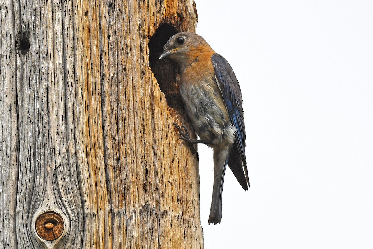 eBird Checklist - 4 Jul 2023 - Bruderheim Natural Areas - 8 species