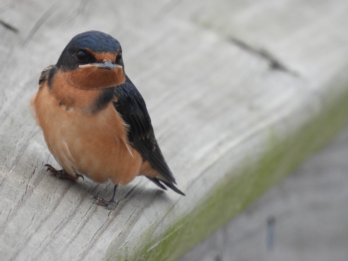 eBird Checklist - 3 Jul 2023 - Howard Marsh Metropark - 25 species