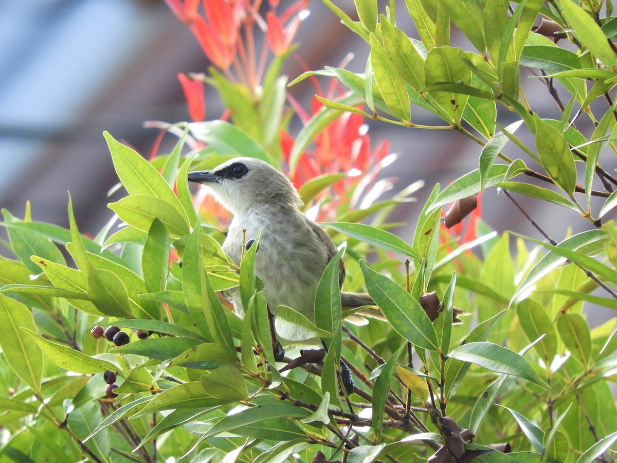 ML591252251 - Yellow-vented Bulbul - Macaulay Library