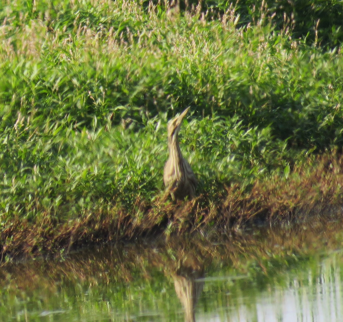 eBird Checklist - 5 Jul 2023 - Fern Ridge WMA--Fisher Butte Unit north ...