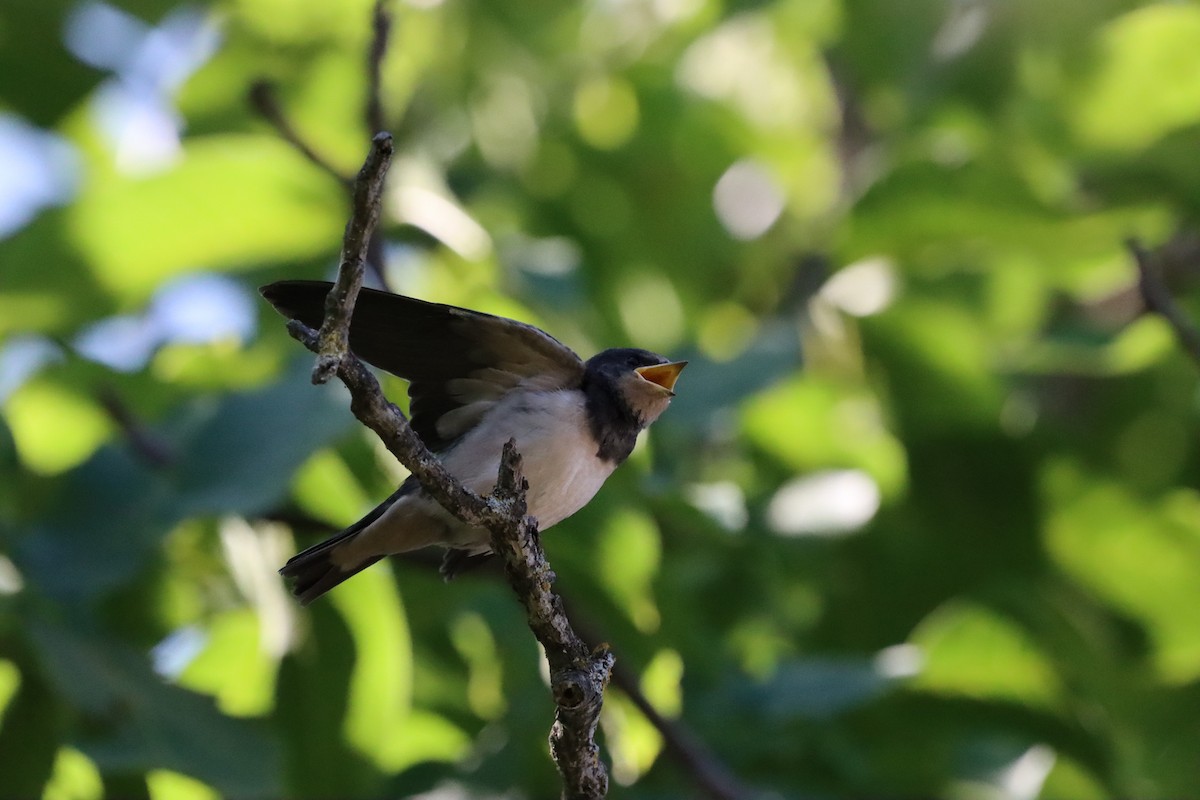 eBird Checklist - 29 Jun 2023 - Castelvecchi - 14 species