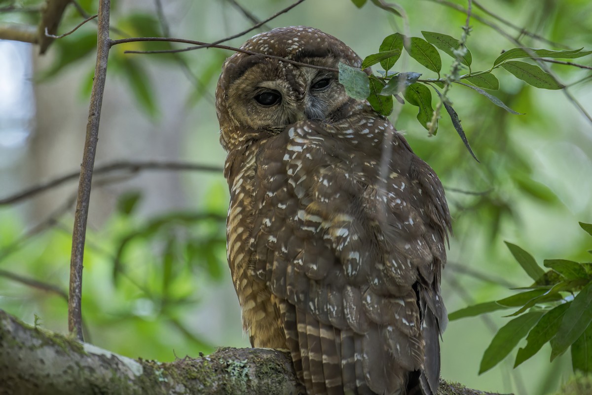 ML591691581 - Spotted Owl - Macaulay Library
