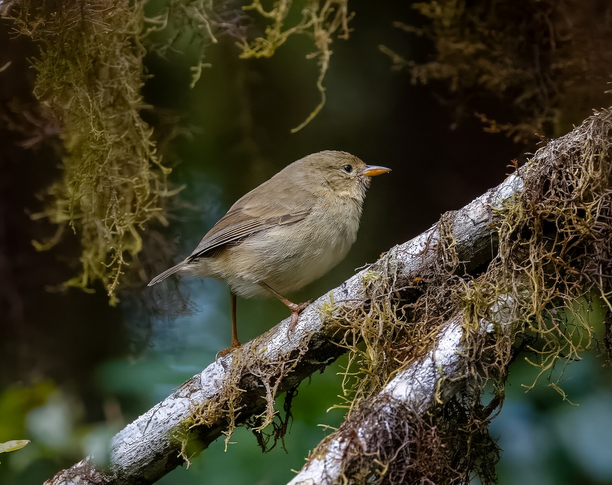 ML591722341 - Green Warbler-Finch - Macaulay Library