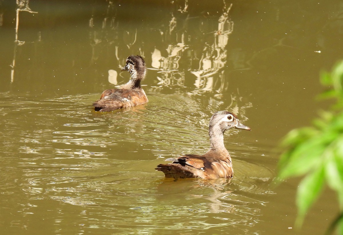 eBird Checklist - 7 Jul 2023 - Boston Nature Center Wildlife Sanctuary ...