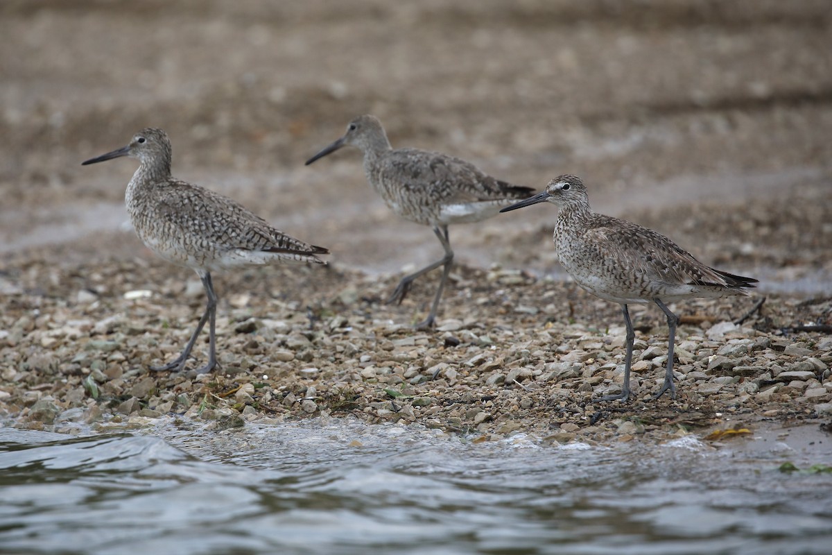 eBird Checklist - 8 Jul 2023 - Fairfax Beach Lake Monroe - 16 species