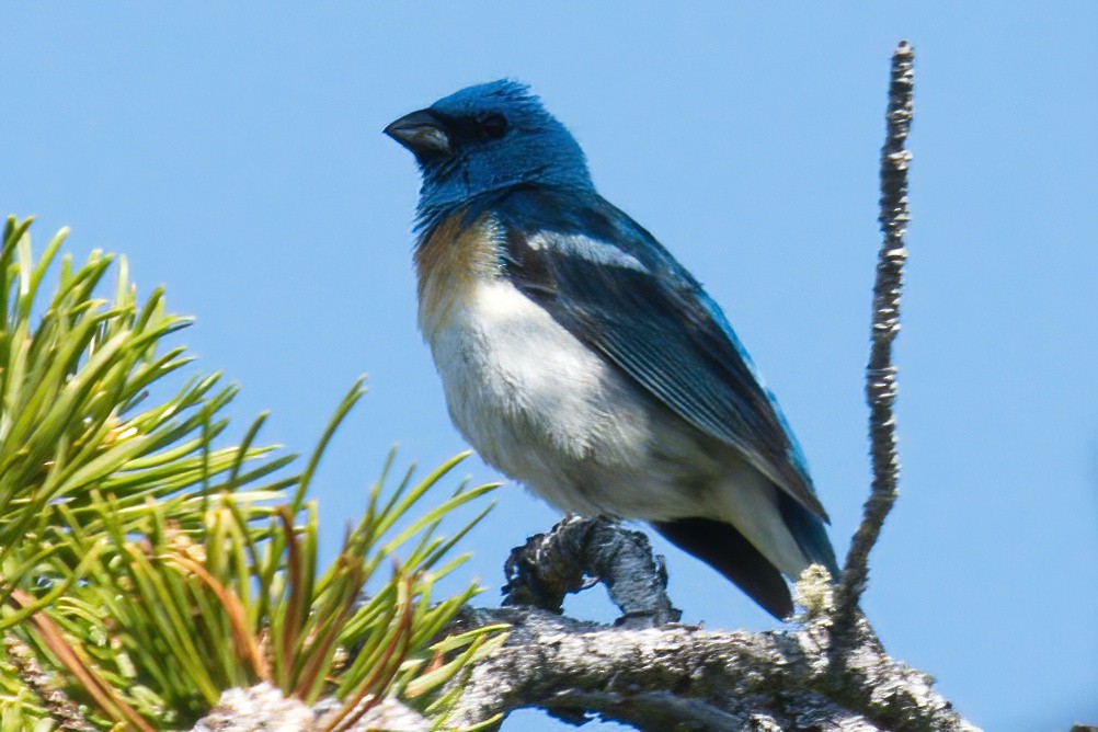 ML592224831 - Lazuli Bunting - Macaulay Library