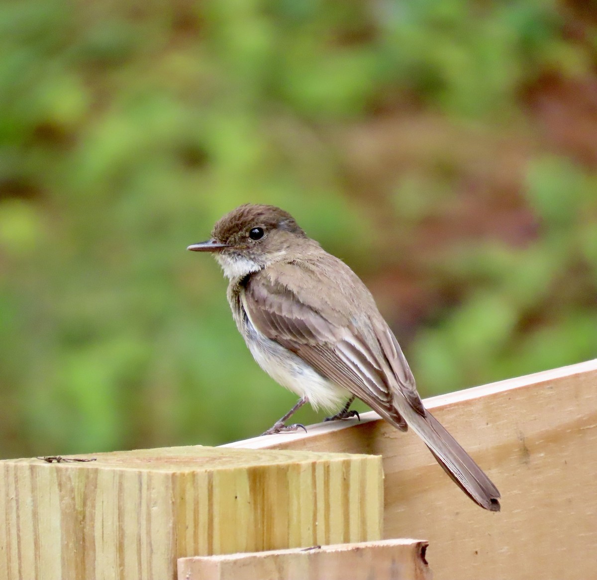eBird Checklist - 9 Jul 2023 - Alberta Ln - 12 species eBird Checklist - 9 Jul 2023 - Alberta Ln - 12 species