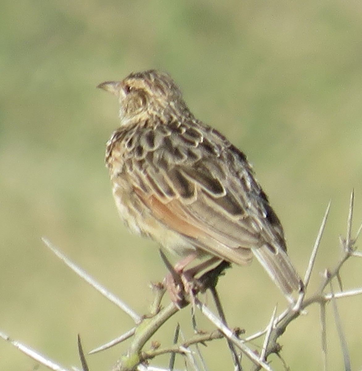 eBird Checklist - 8 Jul 2023 - Auto selected -0.43226, 36.13208 - 4 species
