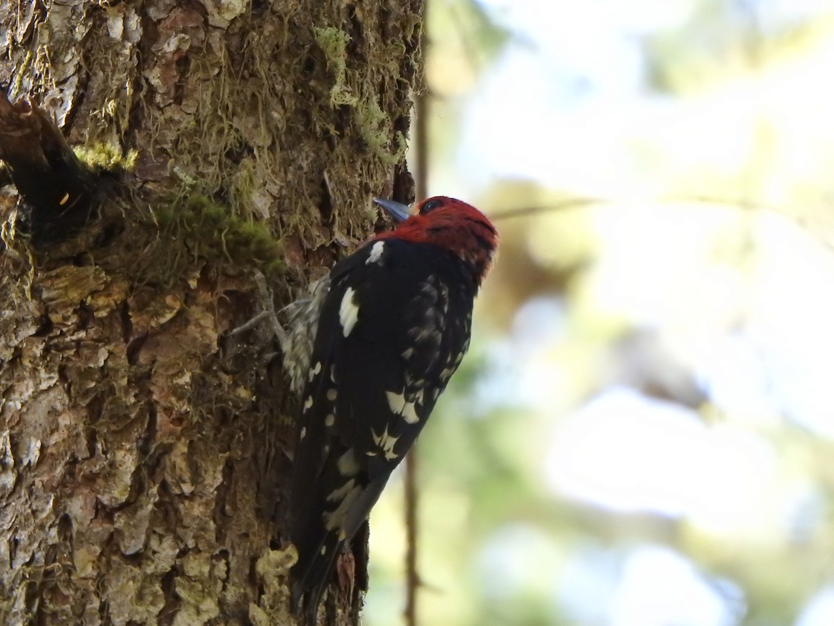 eBird Checklist - 9 Jul 2023 - Outer Point Trail - 24 species (+1 other ...