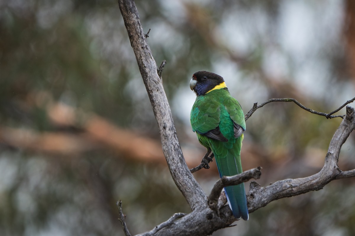 eBird Checklist - 8 Jul 2023 - Dryandra Woodland--Lol Gray Lookout - 17 ...