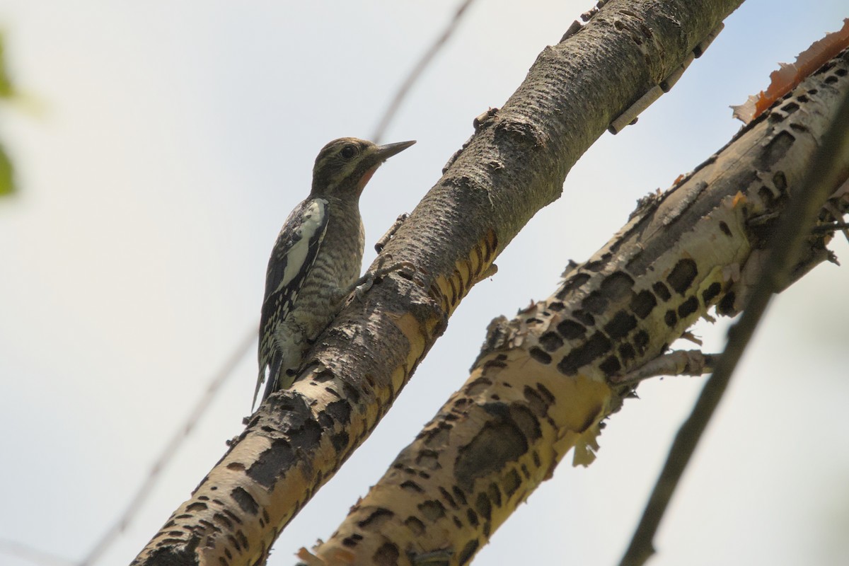 eBird Checklist - 8 Jul 2023 - Merrick SP - 21 species