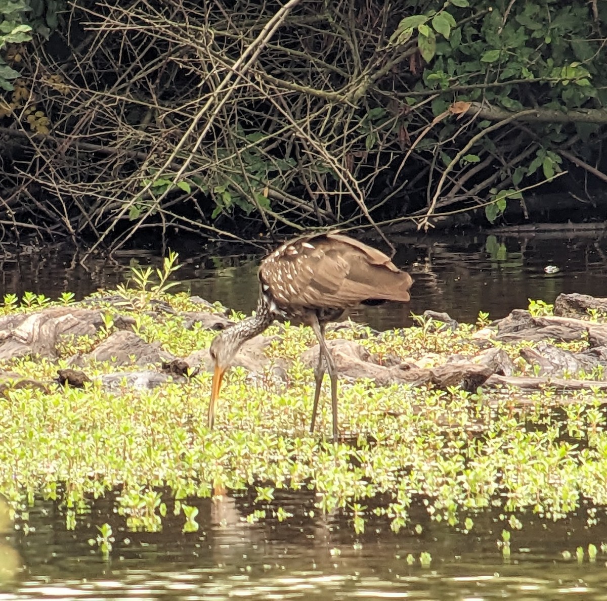 eBird Checklist - 10 Jul 2023 - Middle Creek WMA (IBA) (Lancaster Co ...