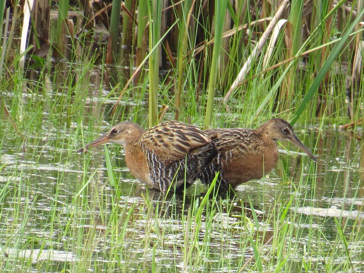 ML59297521 - King Rail - Macaulay Library