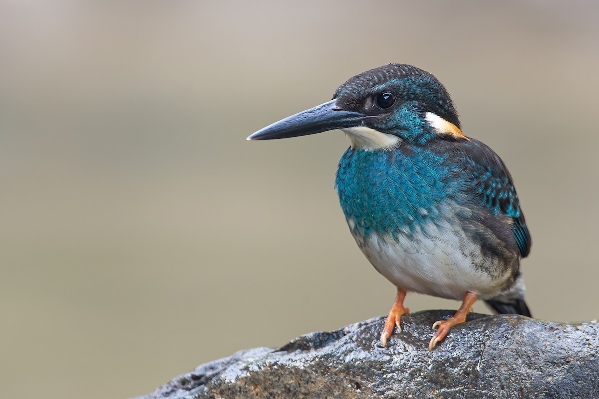 ML593068061 - Javan Blue-banded Kingfisher - Macaulay Library