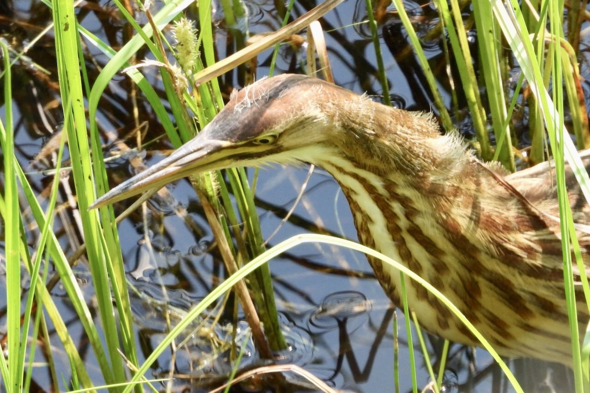 eBird Checklist - 11 Jul 2023 - PN du Mt-Orford--Sentier Étang Fer-de ...