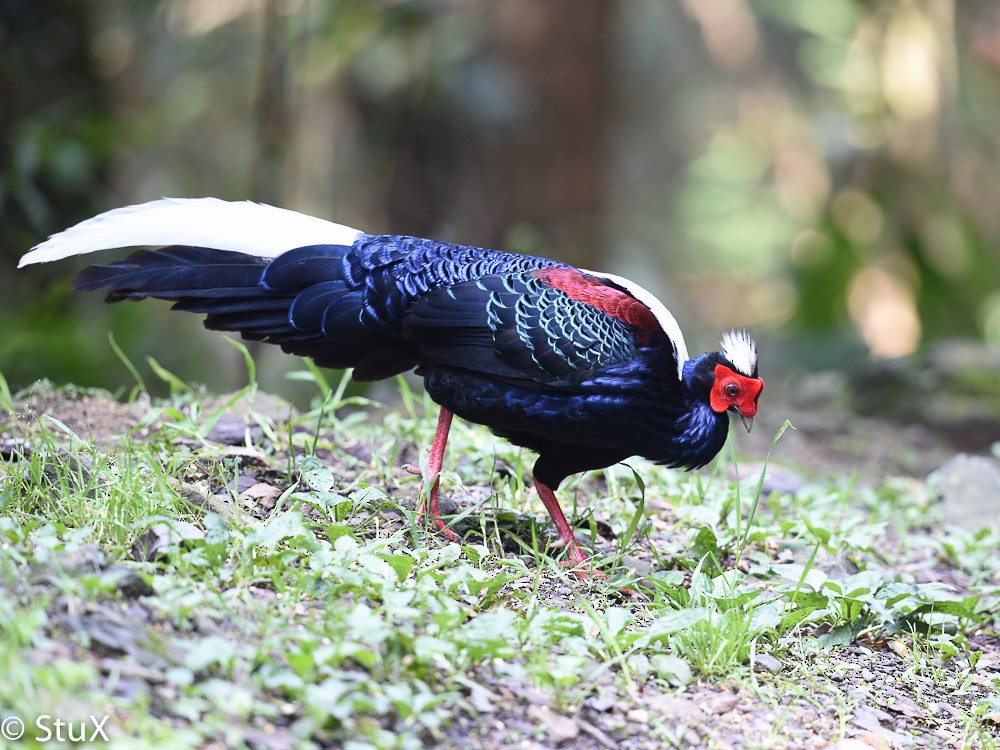 ML593389881 - Swinhoe's Pheasant - Macaulay Library