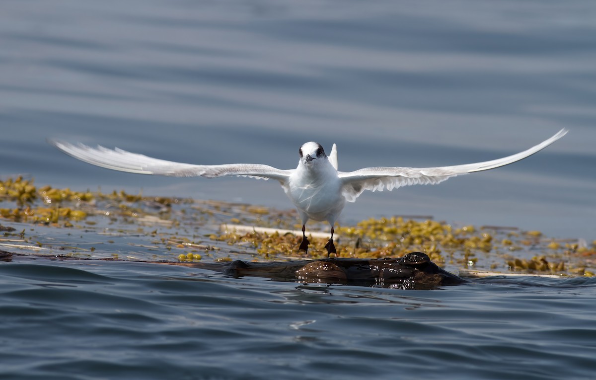 eBird Checklist - 12 Jul 2023 - Ipswich Bay--Scantum Basin to Sergeants ...