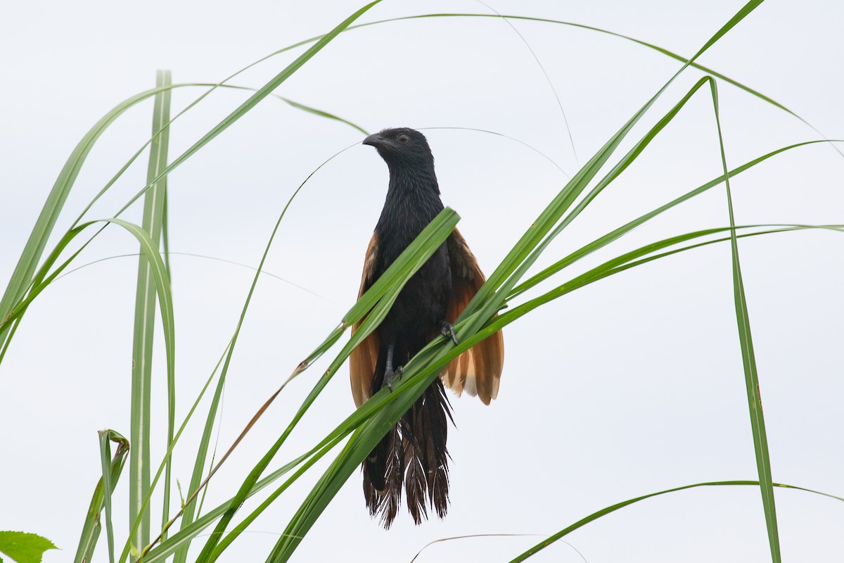 eBird Checklist - 4 Jul 2023 - 那邦田 (Nabang Fields) - 28 species (+1 ...