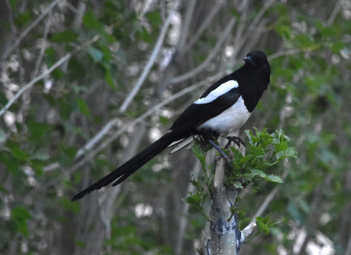 eBird Checklist - 20 Jun 2023 - Askole - 8 species (+1 other taxa)
