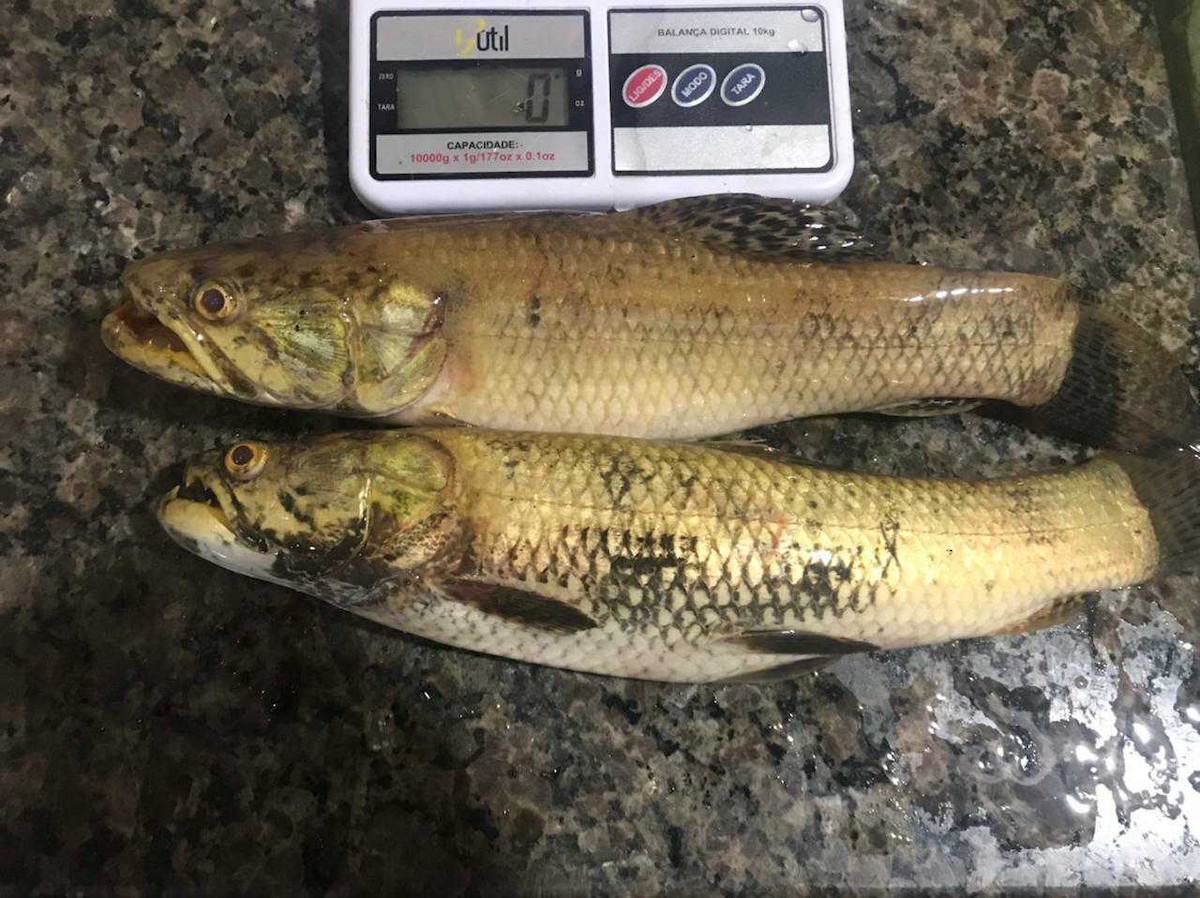 ML593792381 - Fish sp. - Macaulay Library