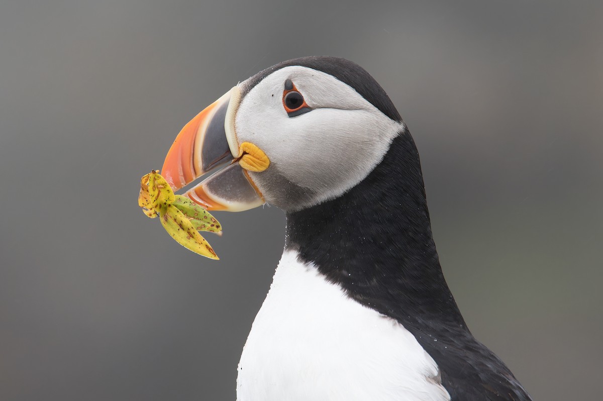 eBird Checklist - 12 Jul 2023 - Elliston--Puffin Island - 11 species