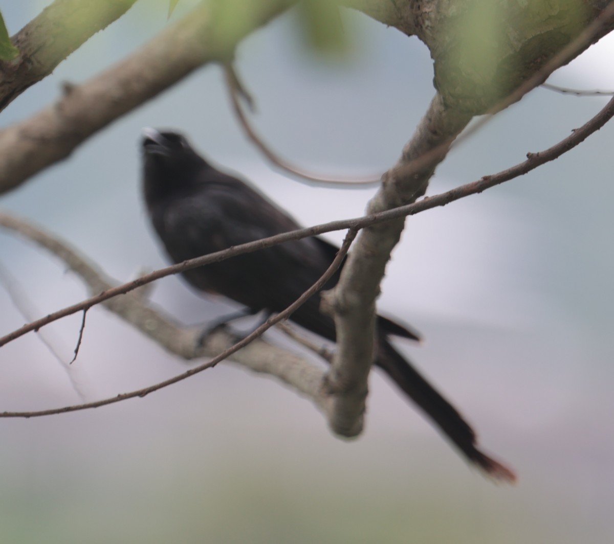 Taiwan Bird Atlas Checklist - 14 Jul 2023 - 台北--樹林環保河濱公園(Taipei--Shulin ...