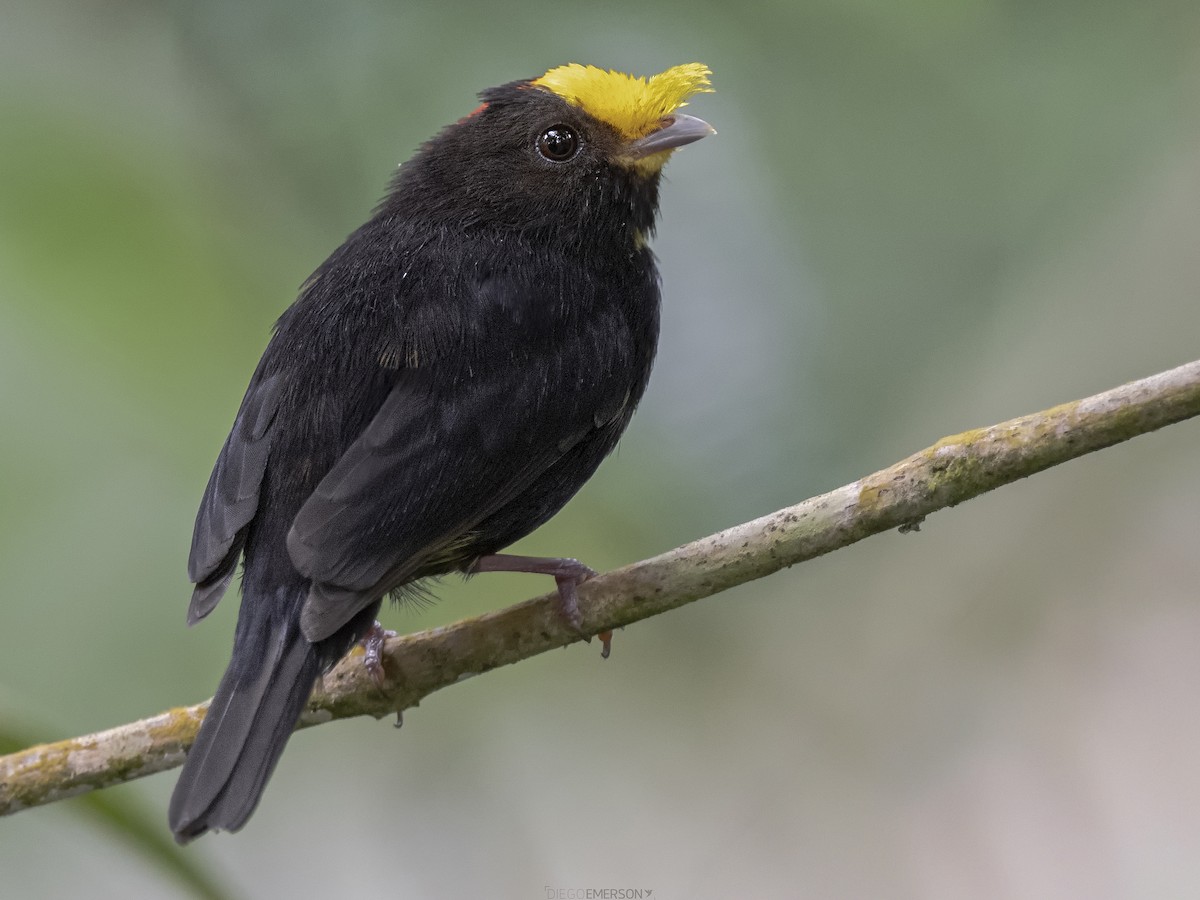 Golden-winged Manakin - Masius chrysopterus - Birds of the World